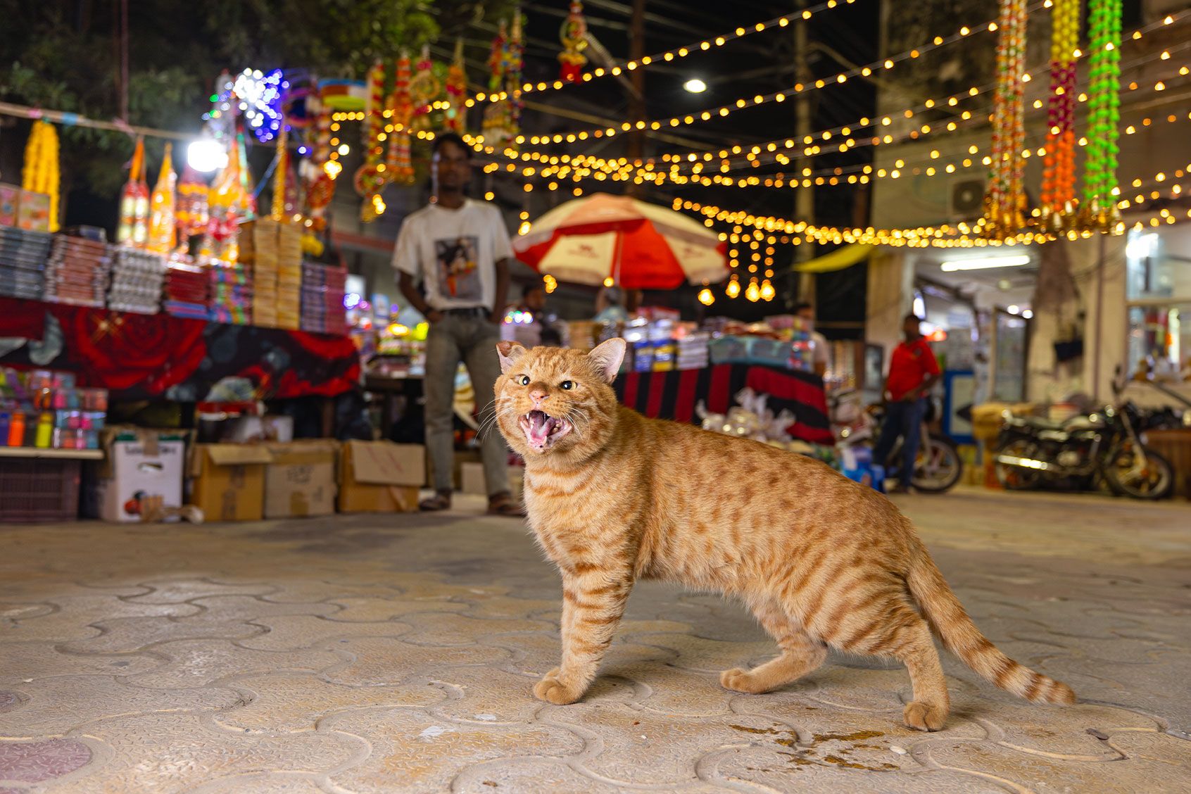 The cats of Delhi: A quiet revolution