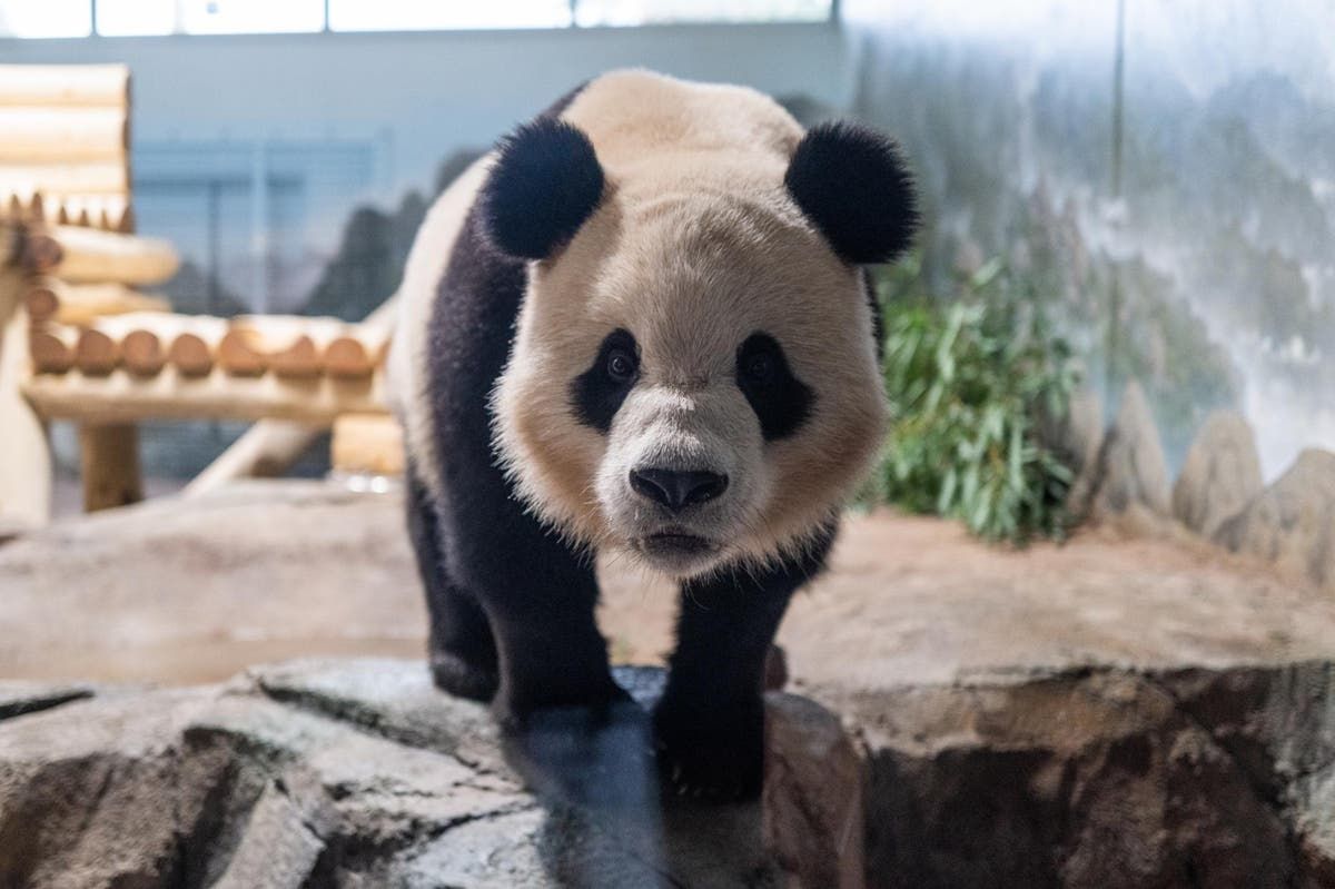 Giant pandas get police escort and warm welcome from…