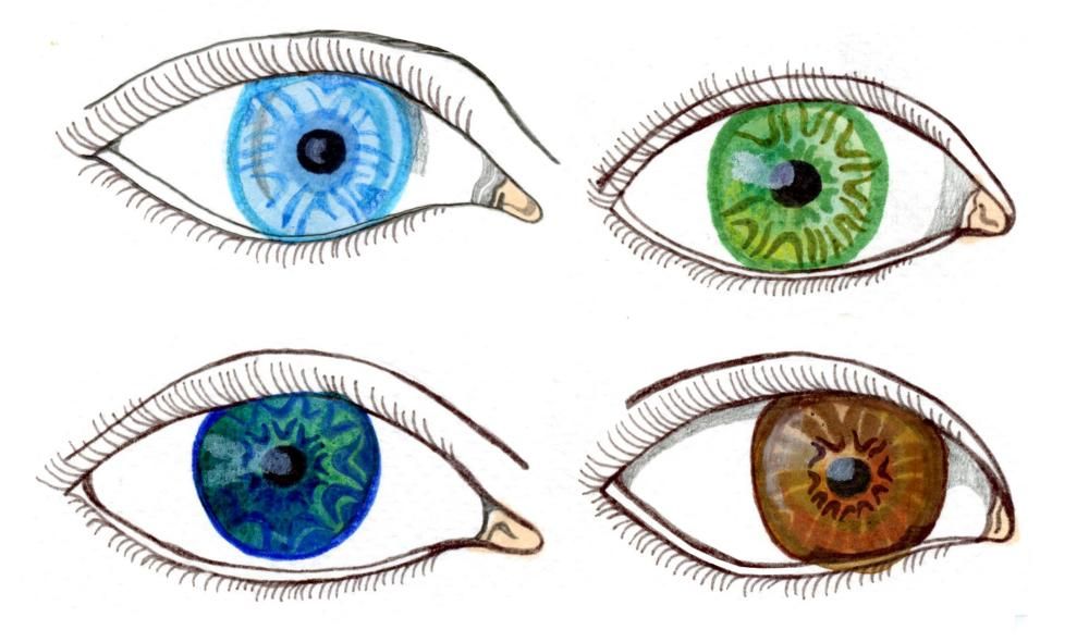 Why are eyes different colours and why do dolphins…