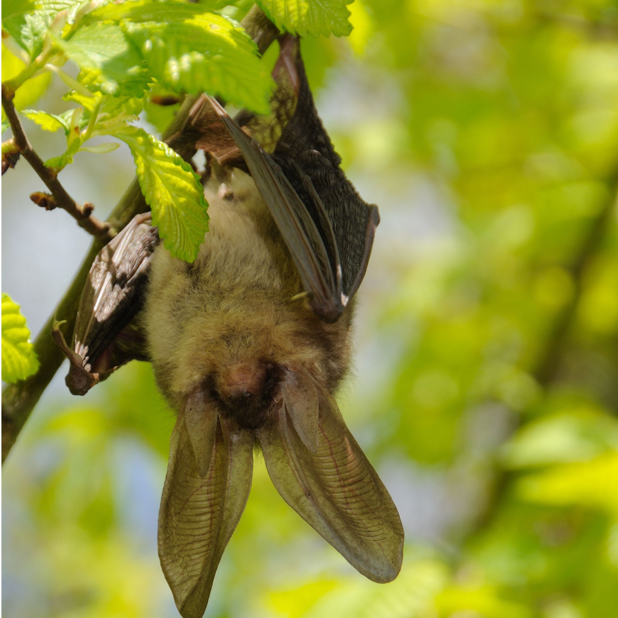 How to attract bats to your garden this autumn as a…
