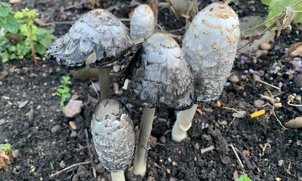 Country diary: The last warm day of the year, and the…