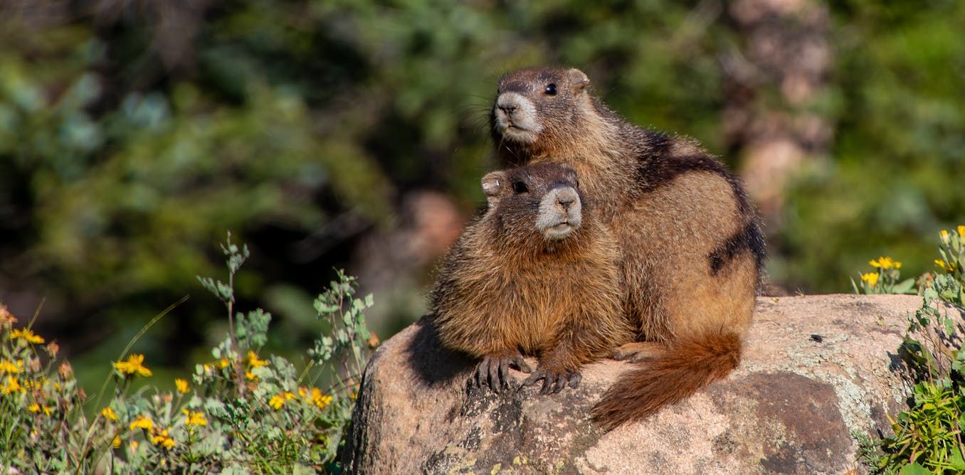 Wild animals can experience trauma and adversity too −…