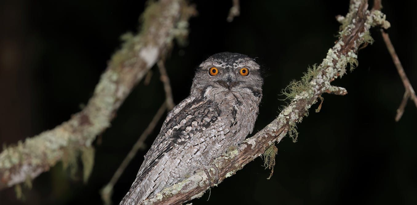 Outback noir and Gothic creepiness: the uncanny is…