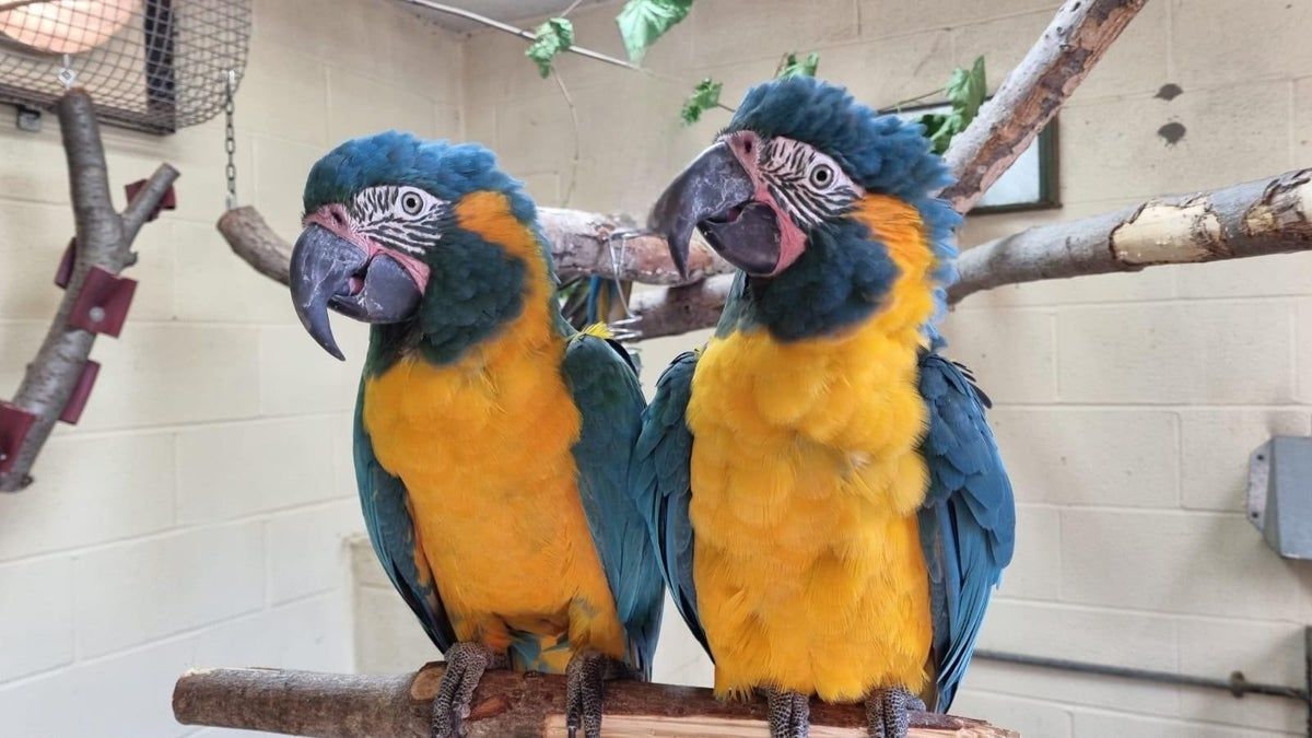 Missing macaws: Urgent hunt for critically endangered…