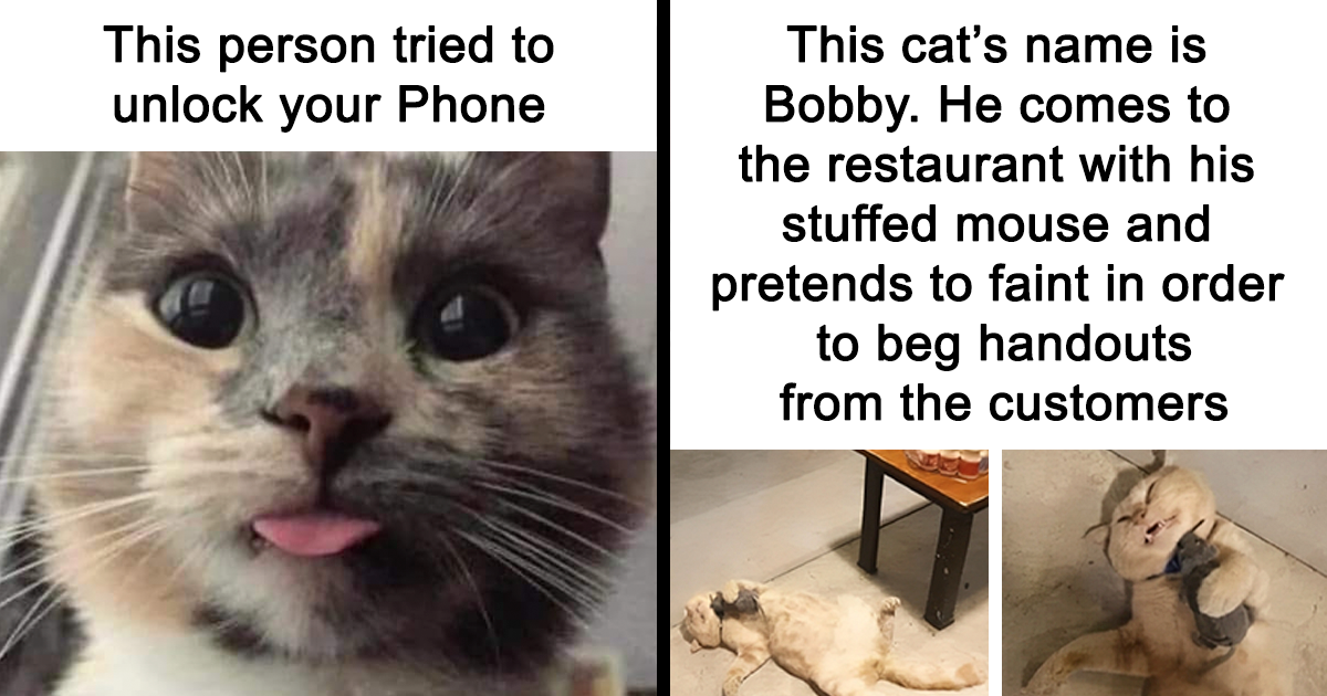 Caught In The Act: 100 Hilarious Posts That Show Cats…