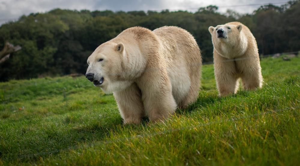 Polar bears are back in Britain. But should they…