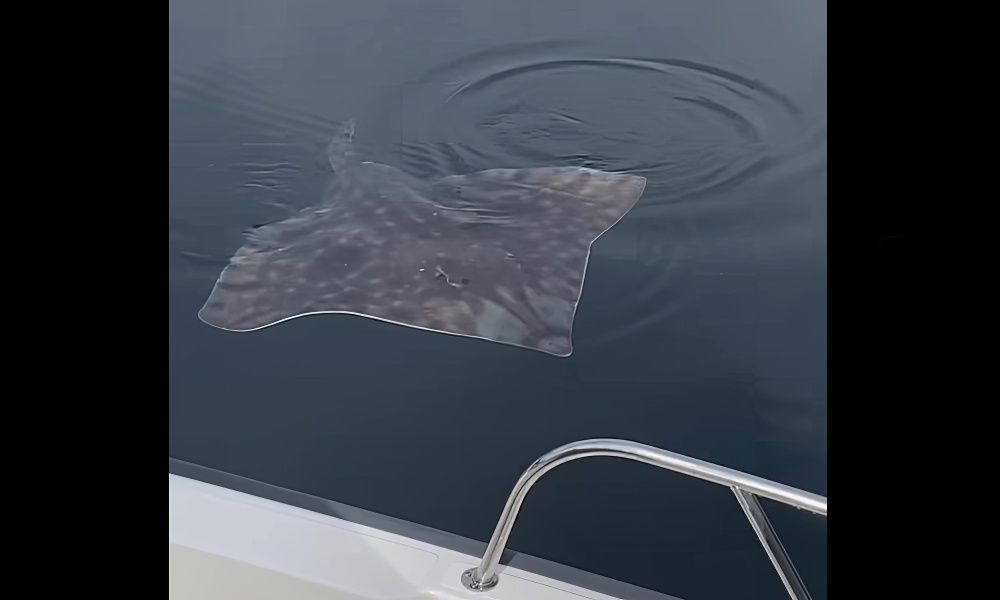 Massive skate greets boaters in rare encounter caught…