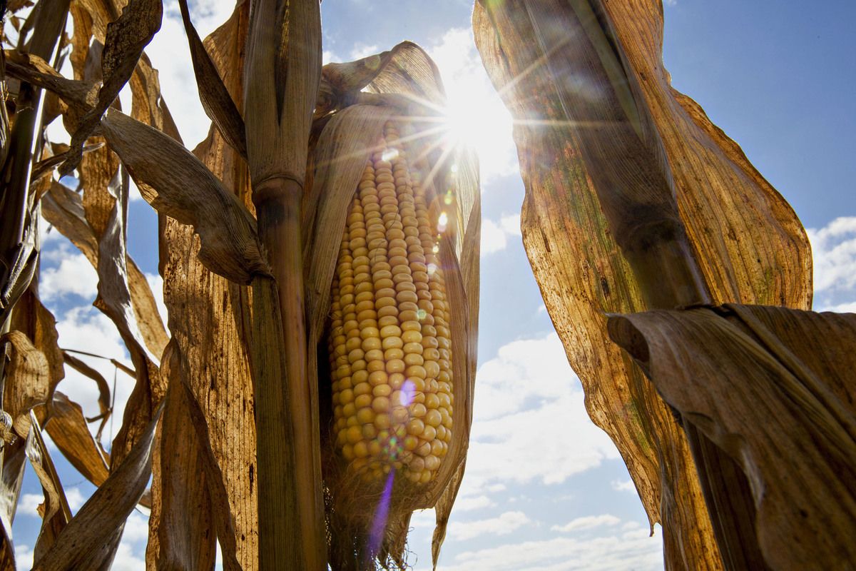 China’s Huge Corn Pile Shrinks as Output Drops Most in…