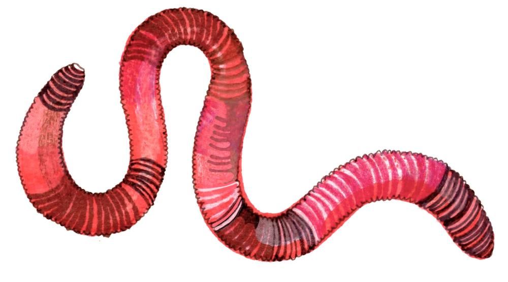 Why do worms have five hearts and do octopuses have…