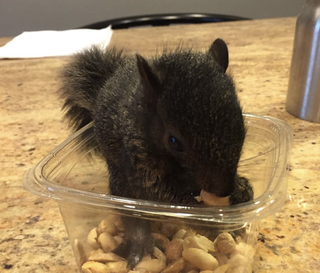 Elon Musk And NY Congressman Condemn Peanut The…