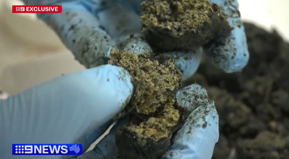 Ominous Smelly Balls That Shut Down Australian Beach…