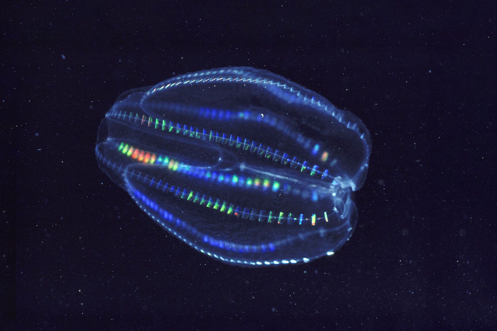 Strange consciousness of comb jellies