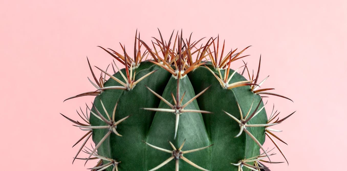 Cacti are surprisingly fragile – and five other…