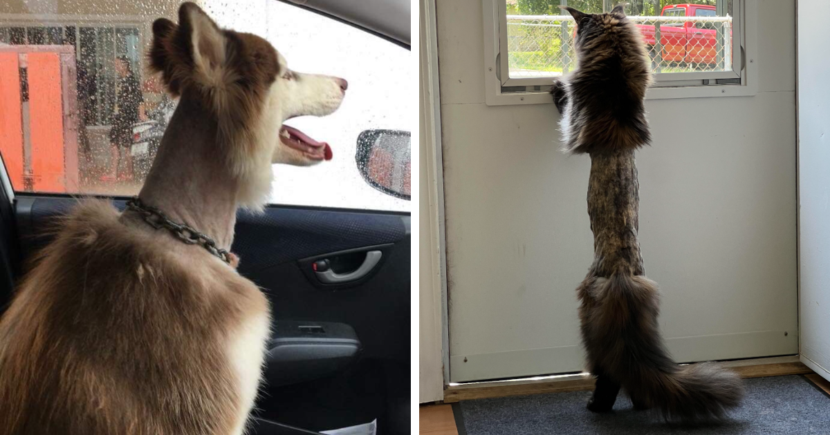 69 Pet Haircuts That Completely Transformed Their Look…