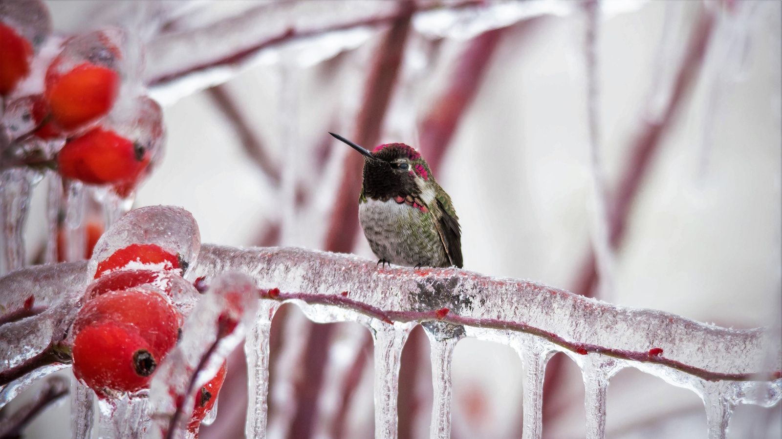 How to care for hummingbirds in winter – and support…