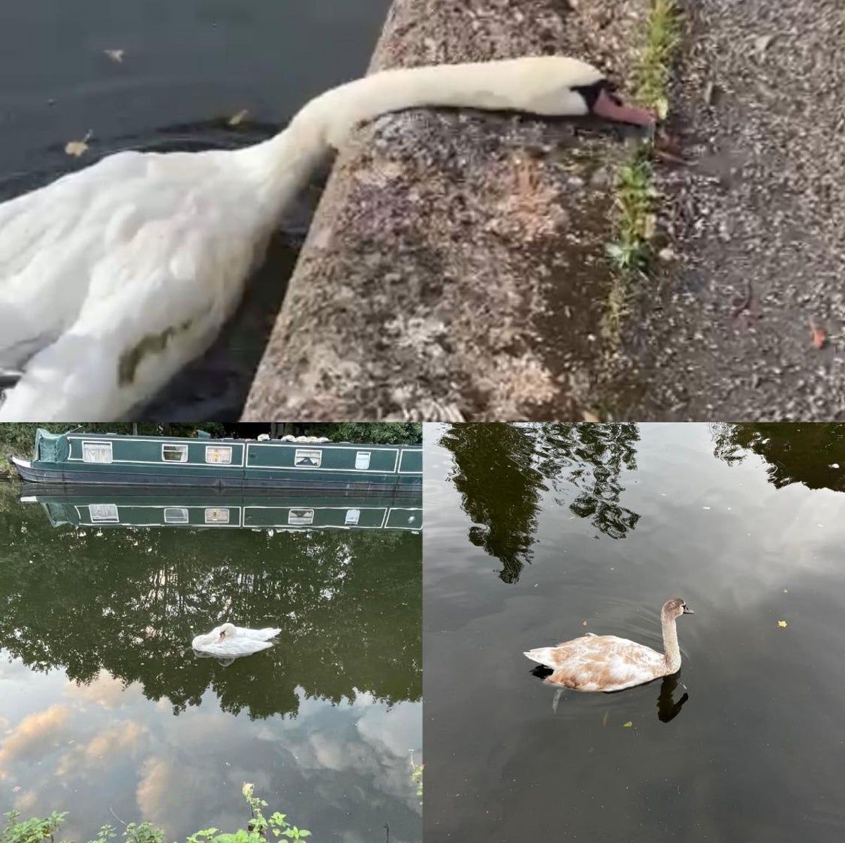Cause of death revealed after dozens of swans and…