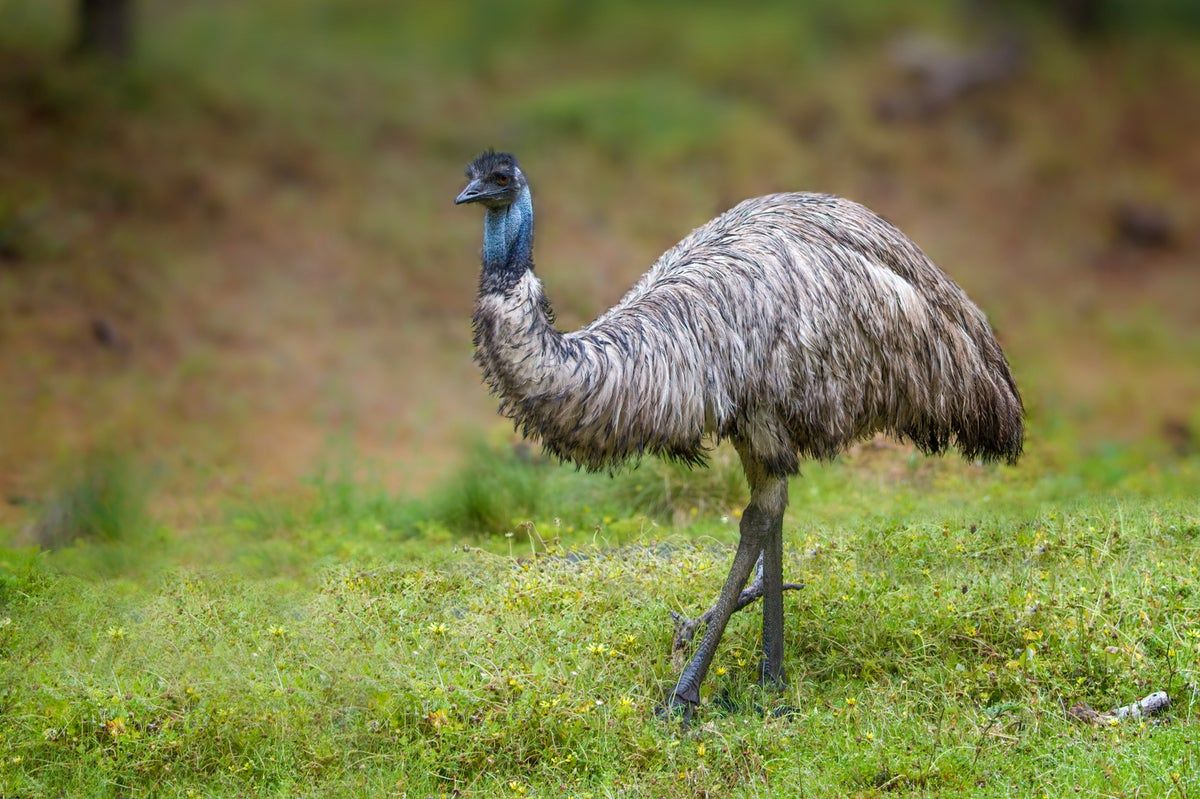 It’s a jungle out there! Multiple emus on the loose in…