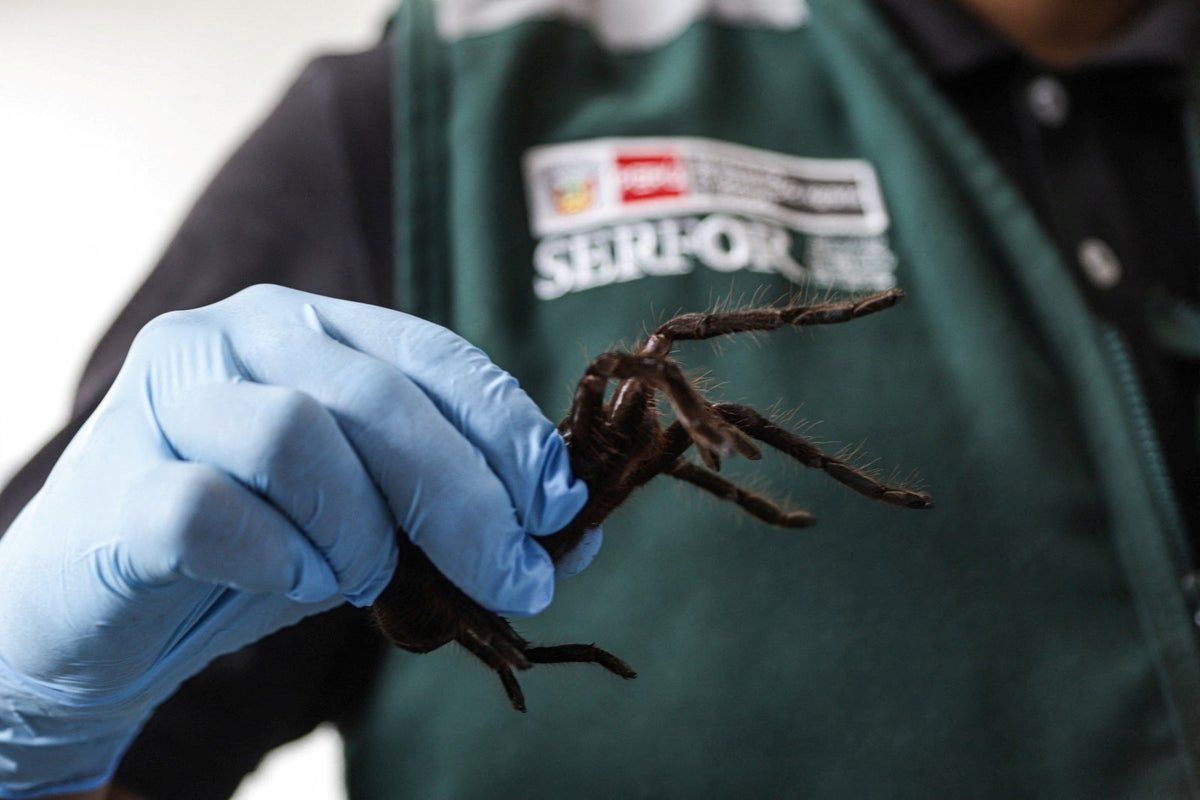 'Spider smuggler' arrested with hundreds of tarantulas…