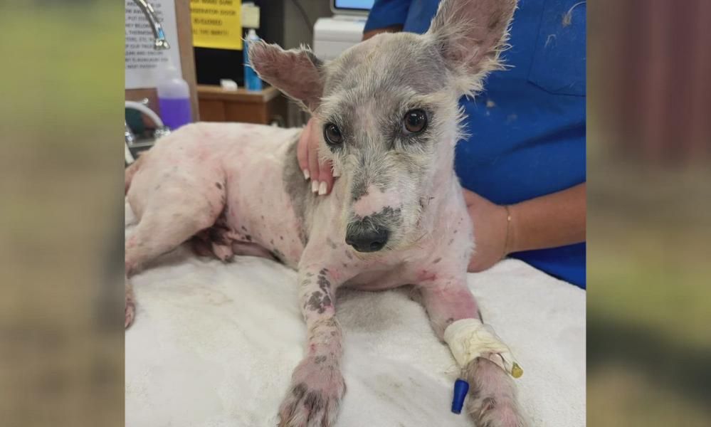 New Orleans’ elusive Scrim the dog once again on the…