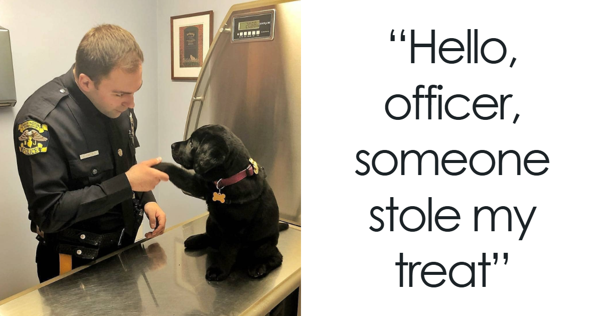 50 Wholesome “Eye Bleach” Pics To Cleanse Your Eyes…