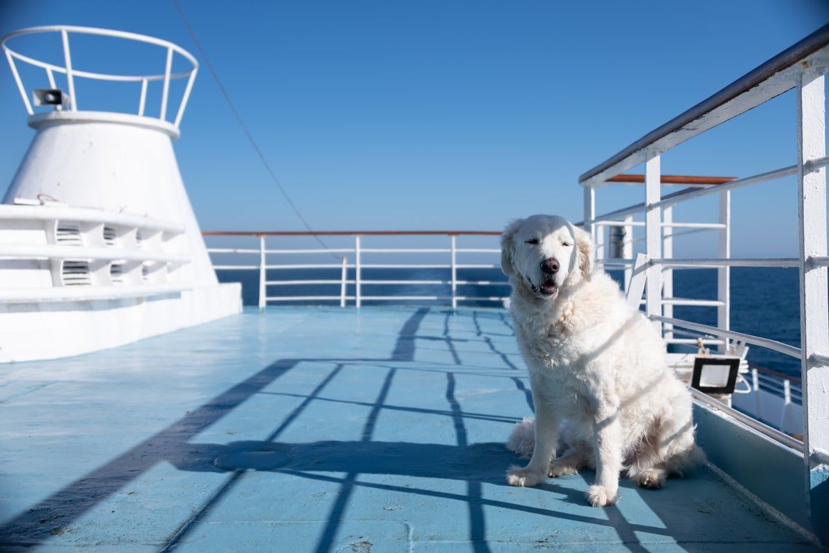 First dog-friendly cruise to set sail from Tampa in…