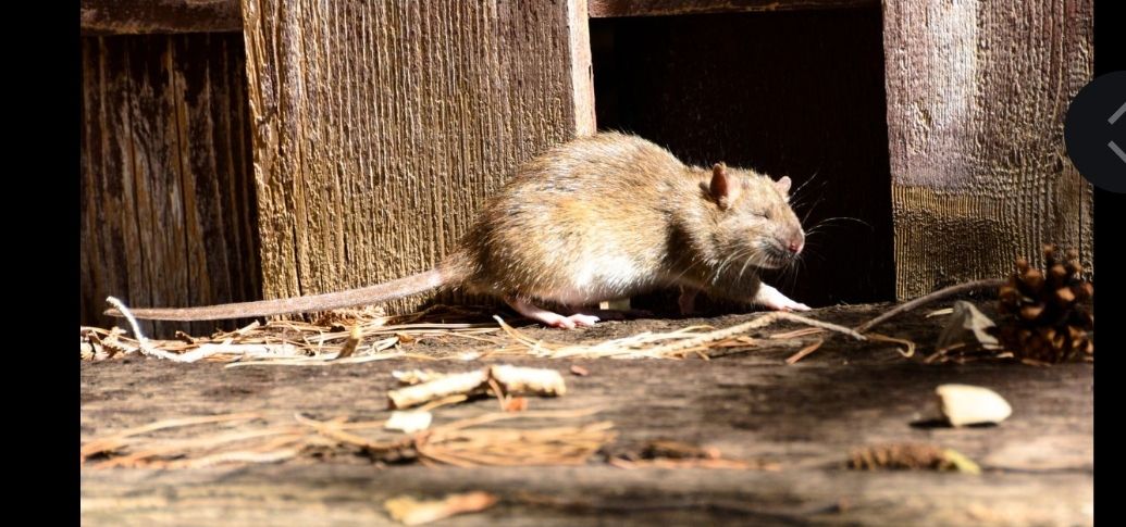 Rat Removal Crawl Spaces: Effective Strategies for a…