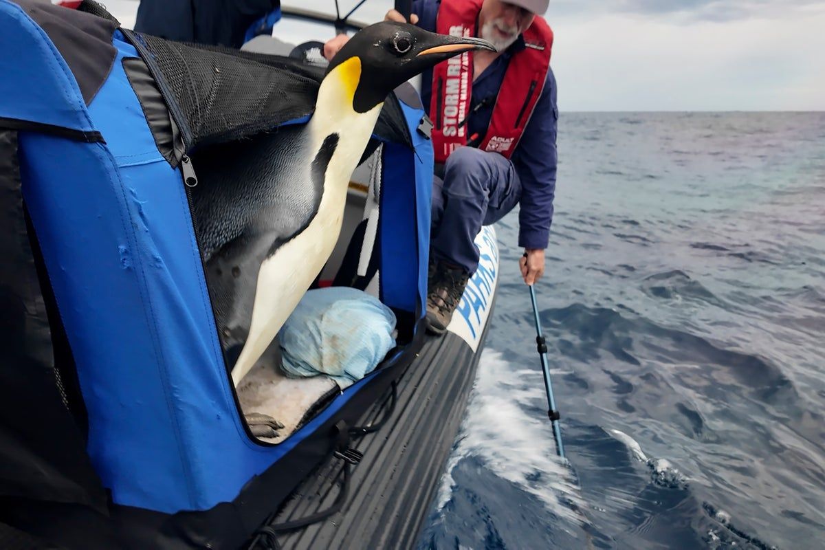 Emperor penguin released at sea 20 days after waddling…