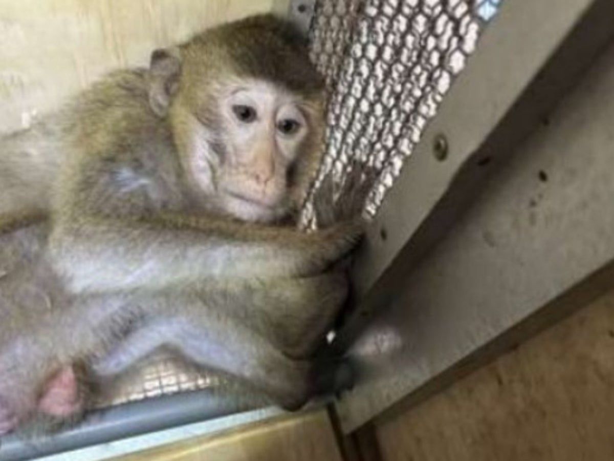 Monkeys flown to UK for lab tests found ‘injured and…