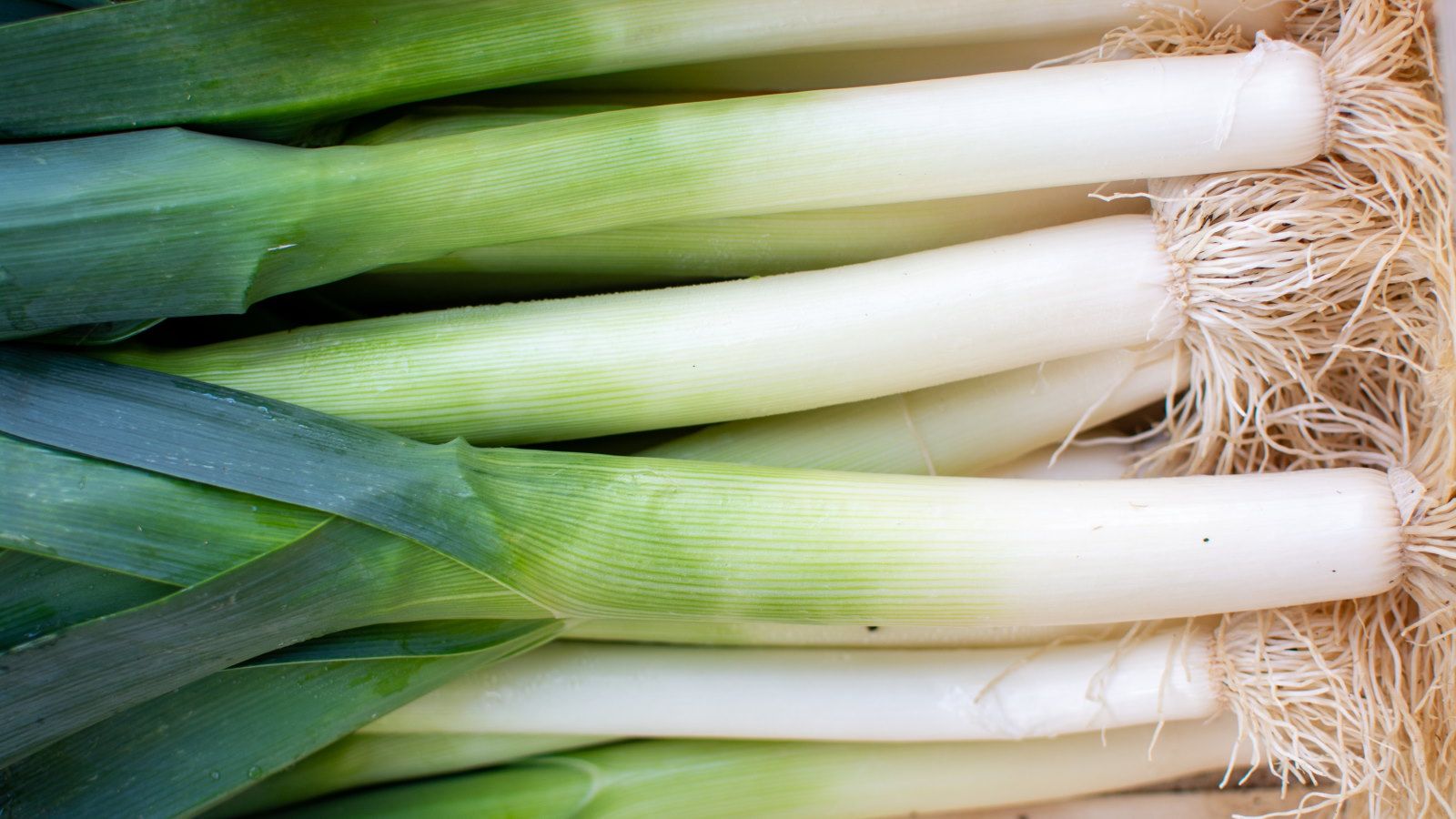 How to regrow leeks in 6 simple steps to get a second…