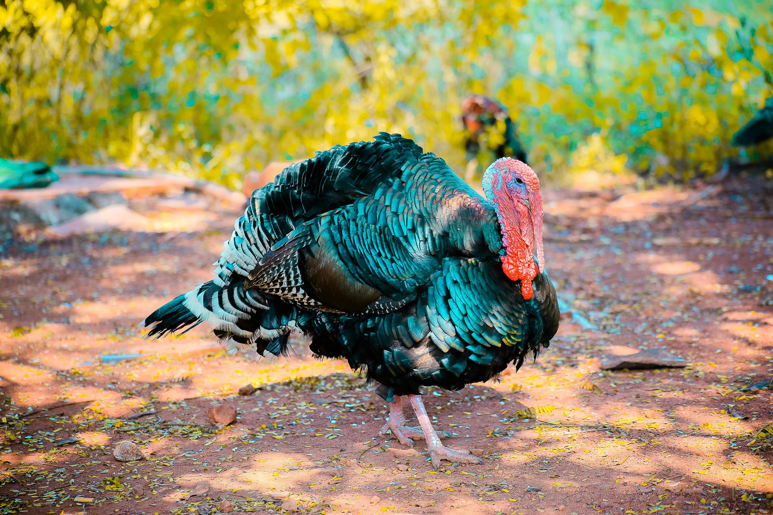 Disgusting Video Of Butterball Turkeys Sexually Abused…