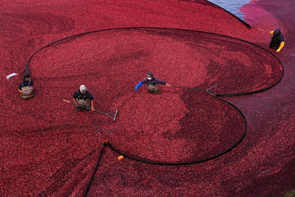 Massachusetts farmers turn cranberry bogs back to…