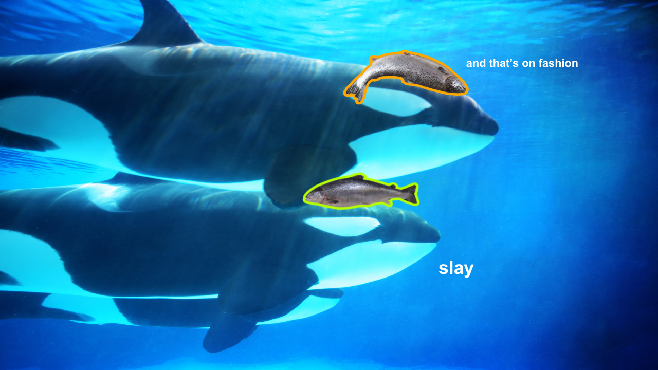 Are Orca Whales Wearing Dead Salmon As Hats For…