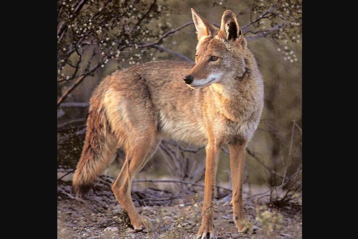 Colorado wildlife officials hunt for coyote that…