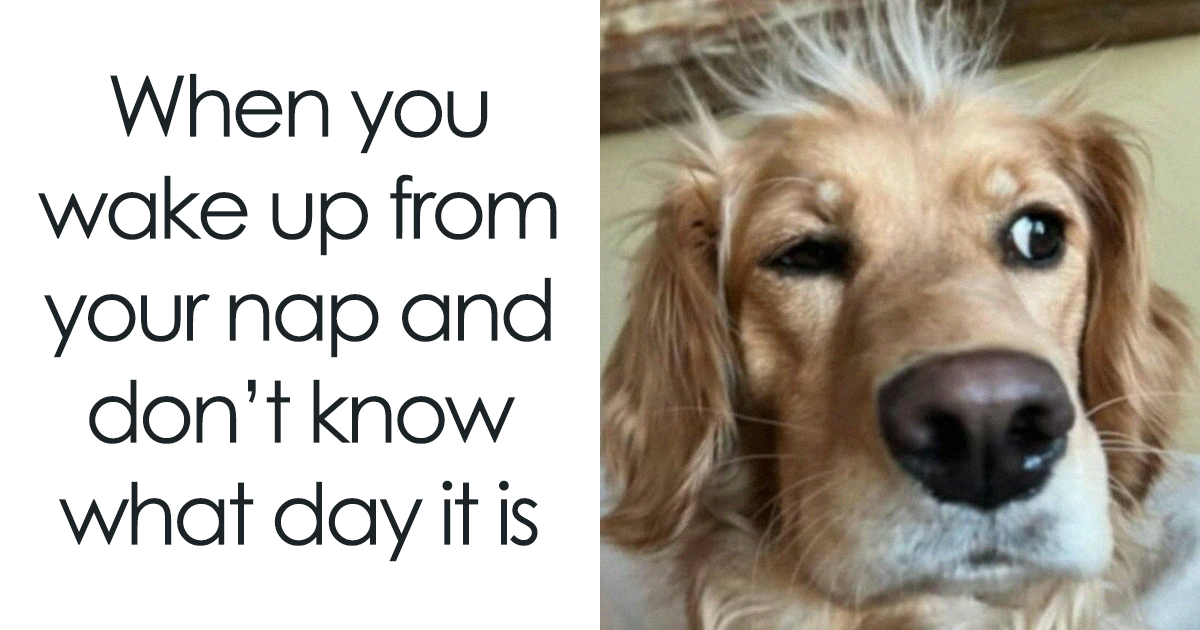 93 Adorably Funny Pet Memes That Show Animals Are True…
