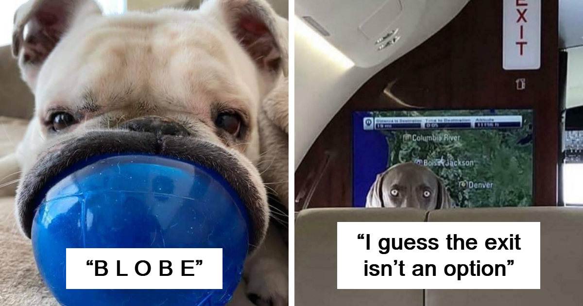 “Cryptid Dogs”: 30 Times People Managed To Snap A Pic…