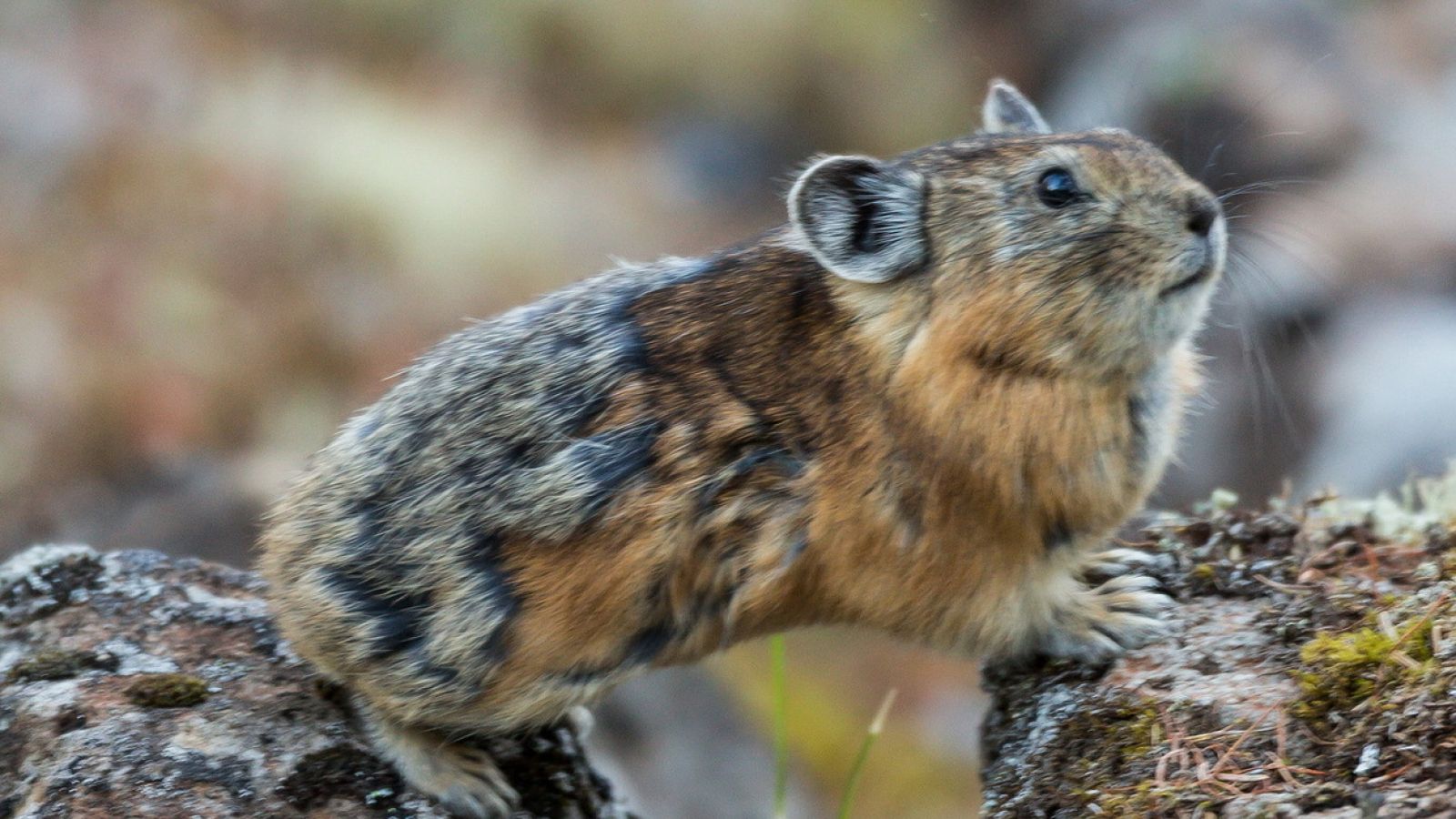 Turuchan pika: The adorable ball of fluff that just…