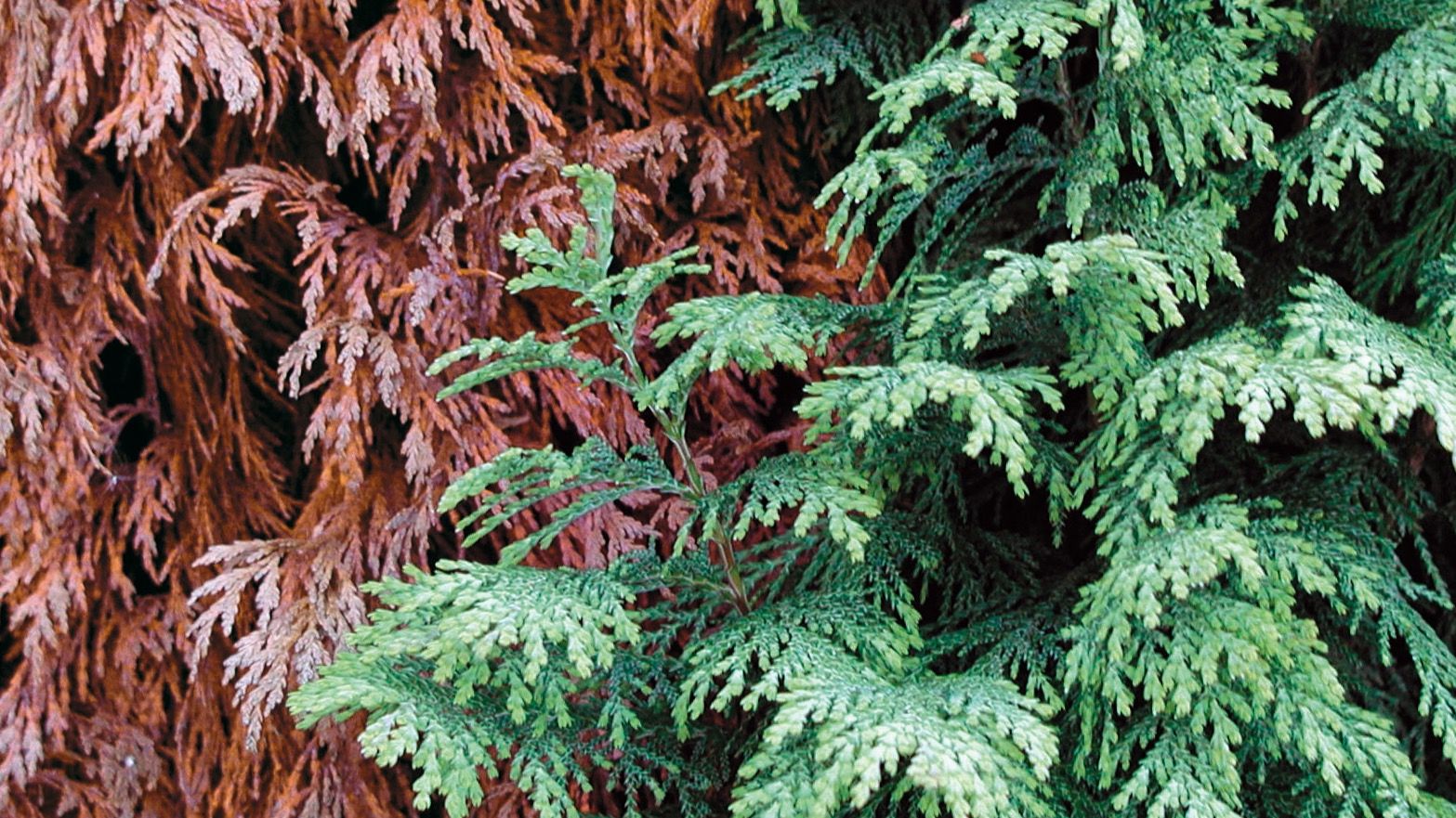What is winter burn and how do you prevent it from…