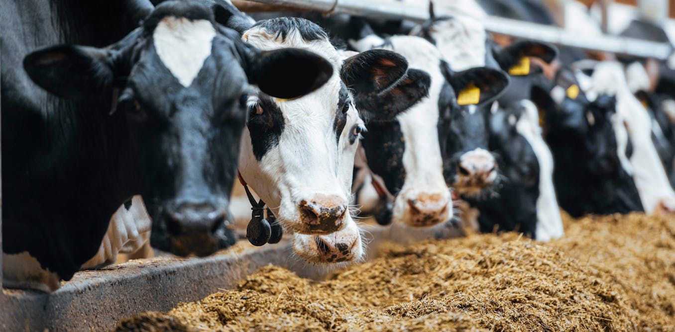 Bovaer is added to cow feed to reduce methane…