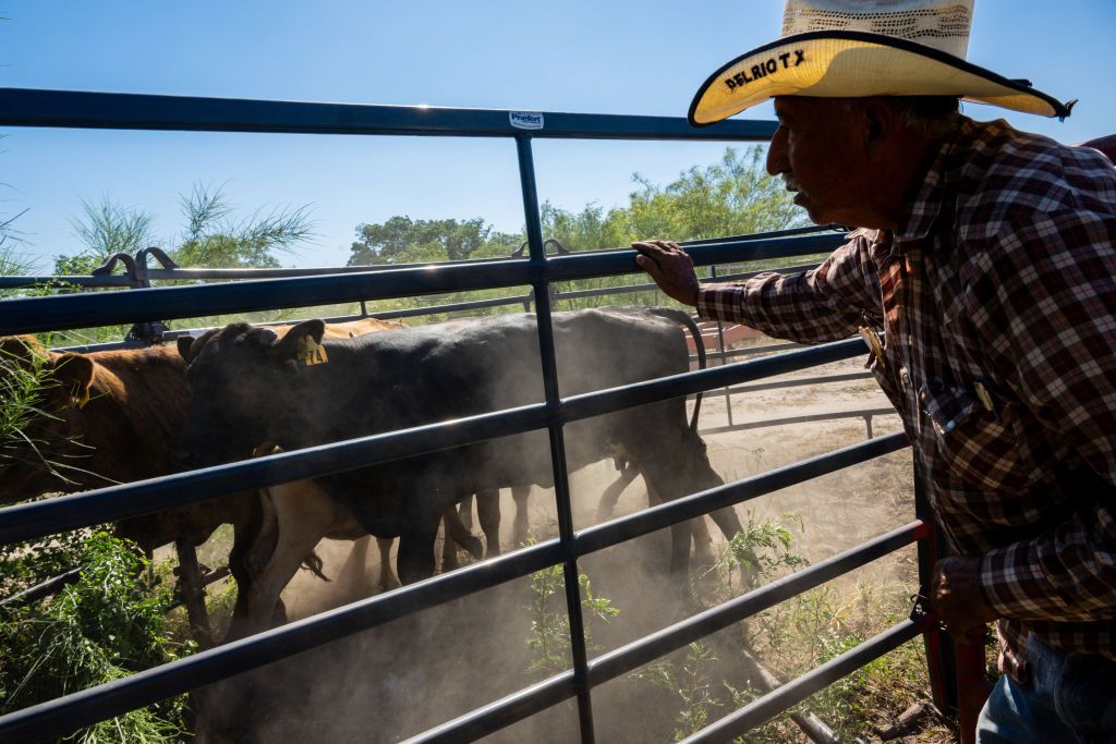 US Beef Herd Has Shrunk 40% Since 1975 To Smallest…