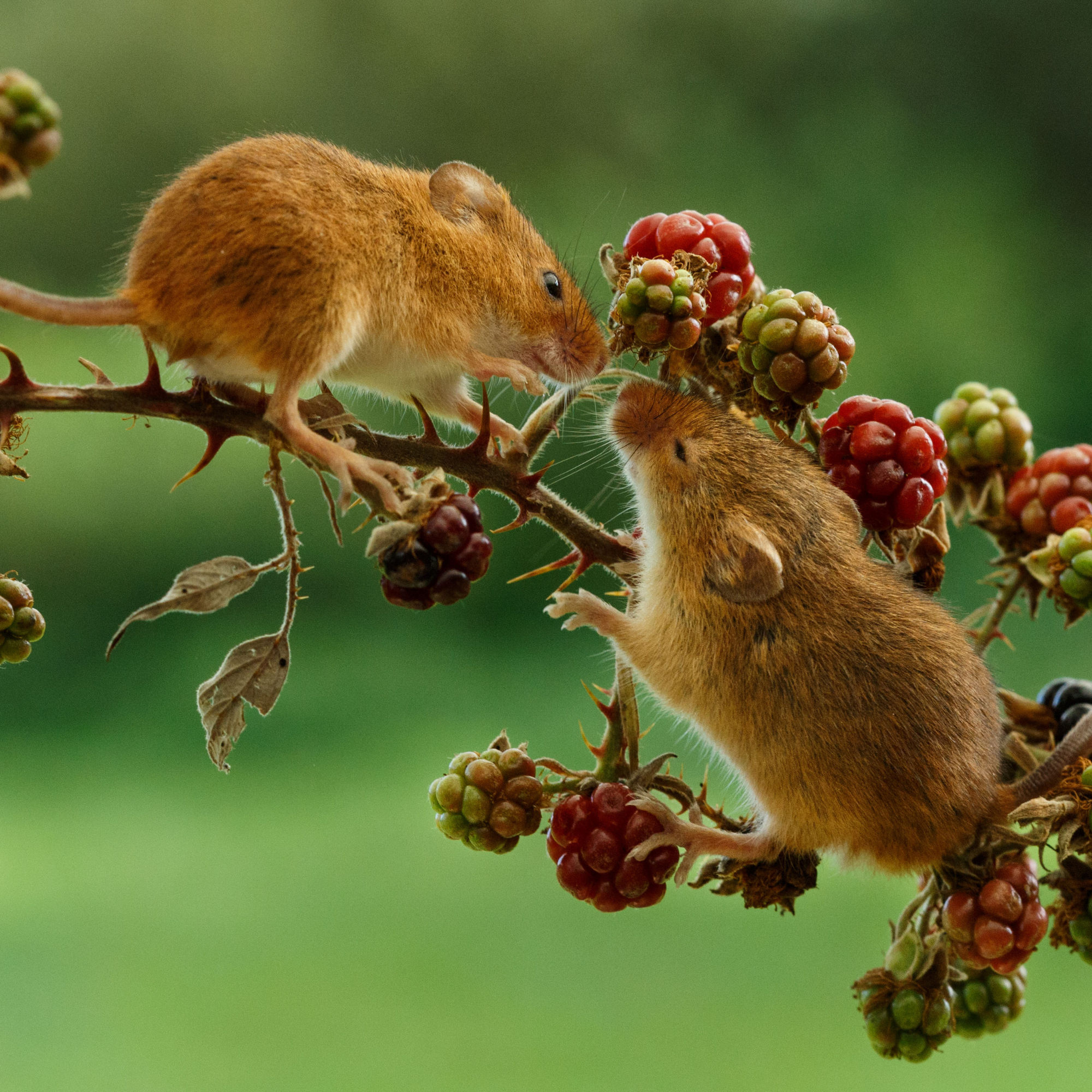 4 scents mice hate - experts explain how to use them…