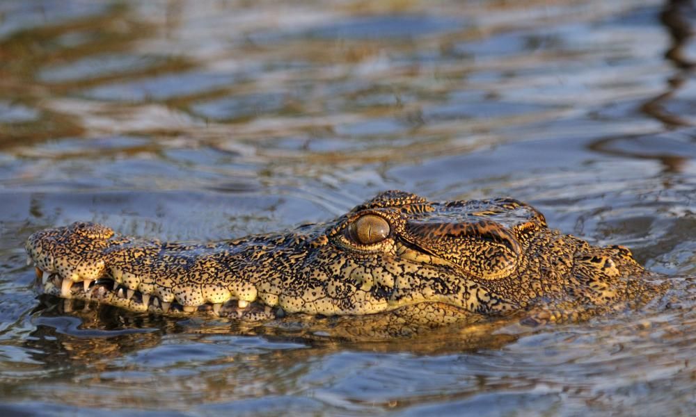 Unusual scales on crocodile heads due to skin growth…