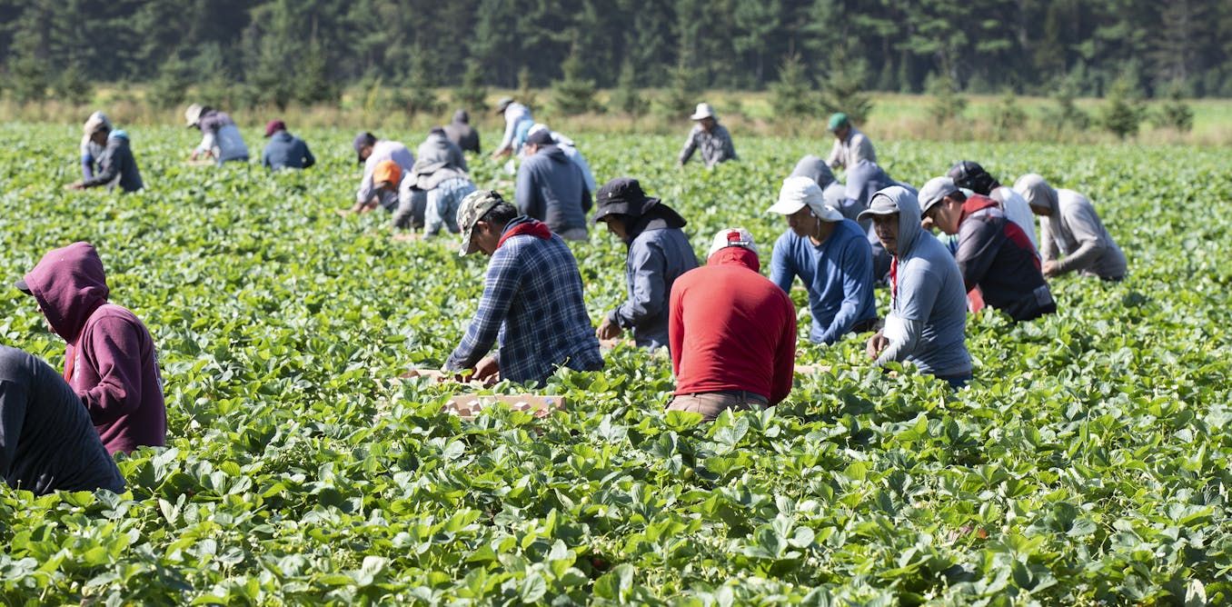 The Temporary Foreign Worker Program is a failure, and…