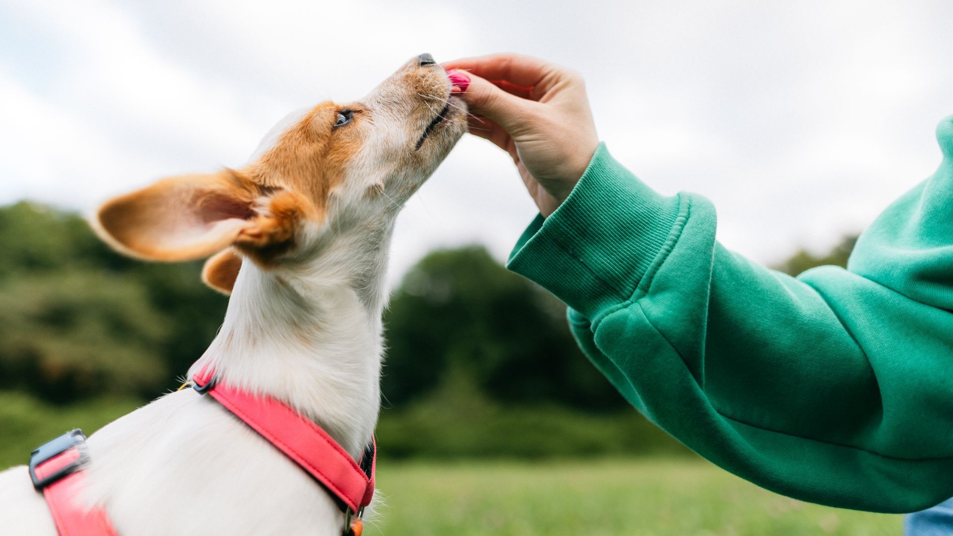 The science behind positive reinforcement for dogs