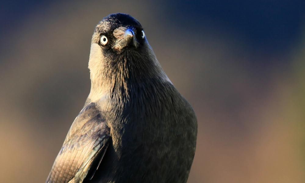 Poem of the week: The Jackdaw by William Cowper