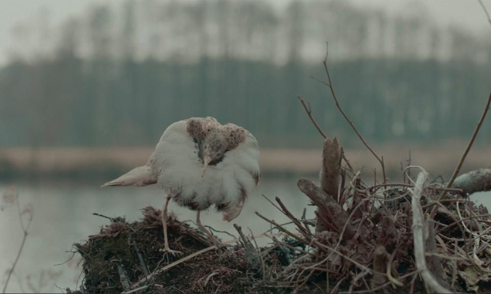 Dead Birds Flying High review – intriguing naturalist…