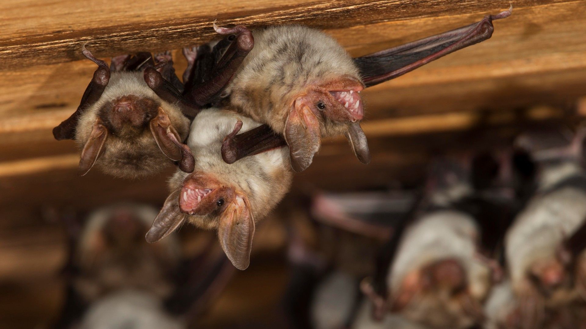 Bat poop used to grow cannabis kills 2 in New York in…