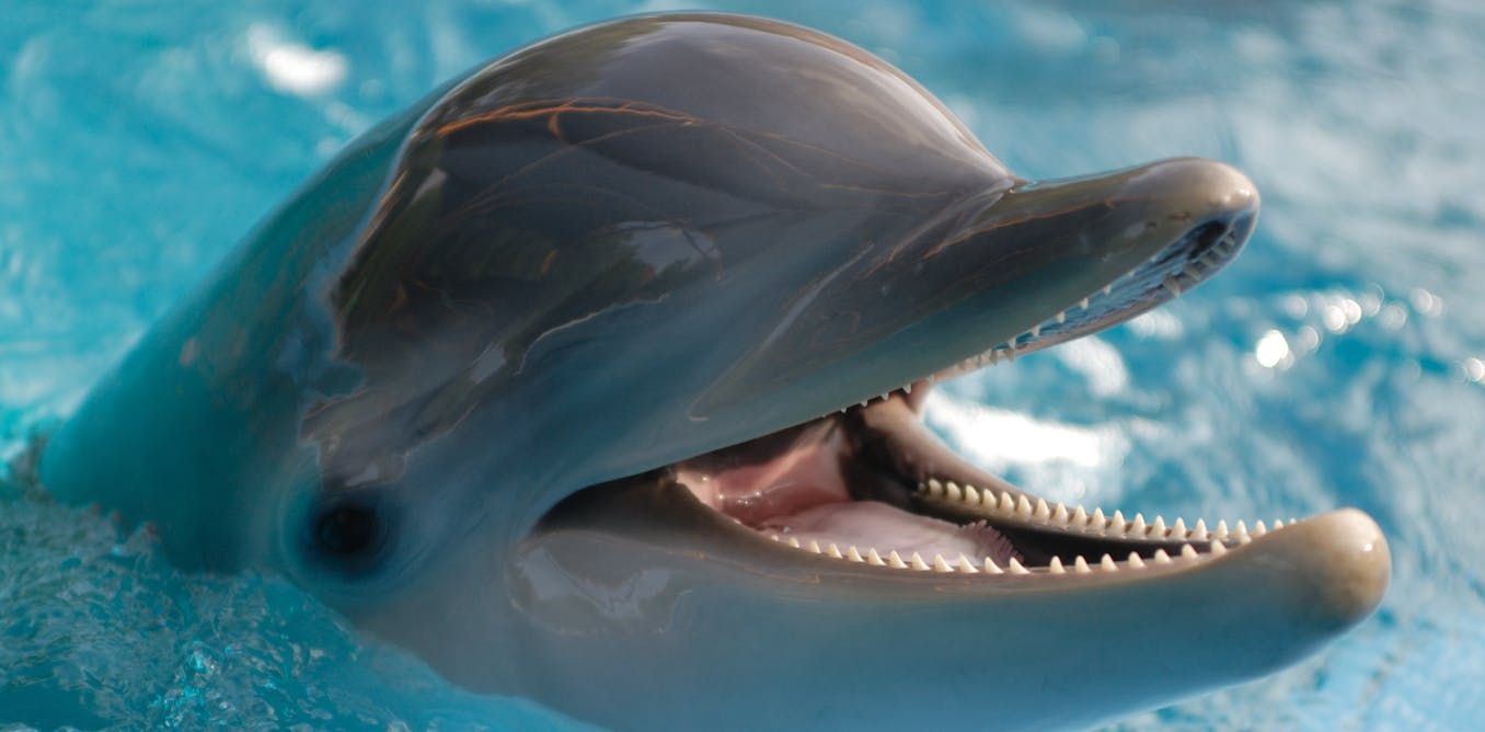 Bottlenose dolphins smile at each other when they play… Bottlenose dolphins smile at each other when they play…