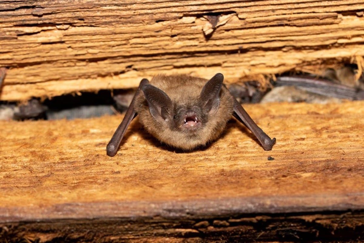 New York men die from pneumonia after using bat poop…