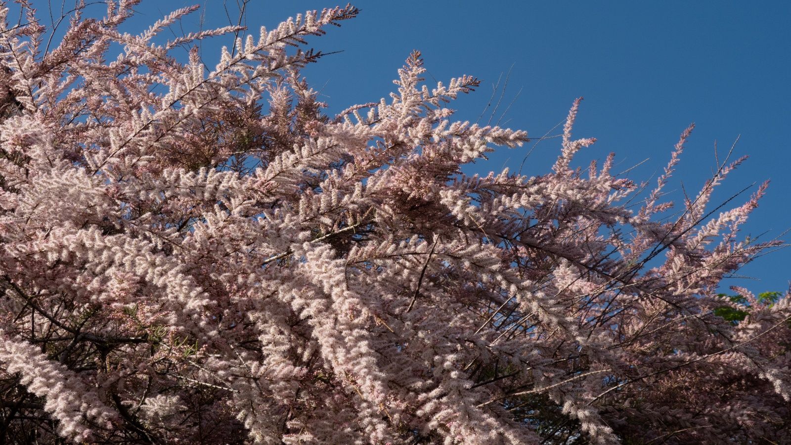 Best wind resistant shrubs – 10 plants that bring…