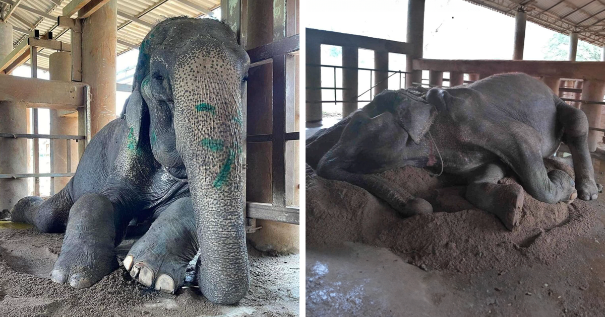 Extremely Exhausted Elephant Can Finally Lay Down For…
